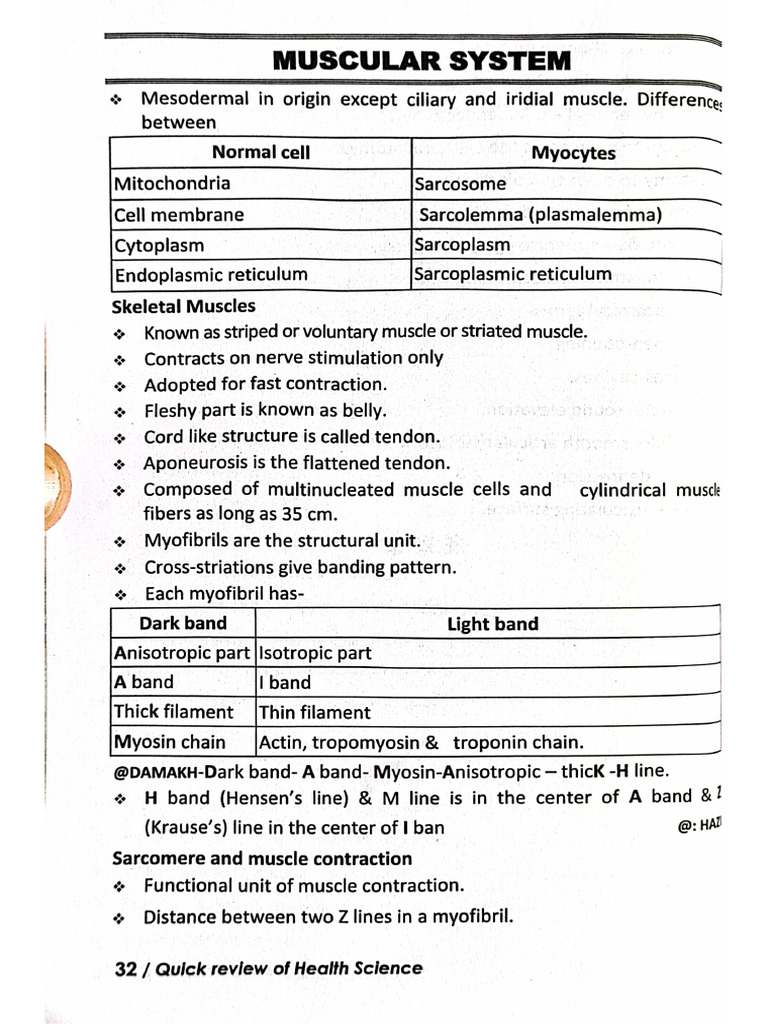 HS Muscular System | PDF