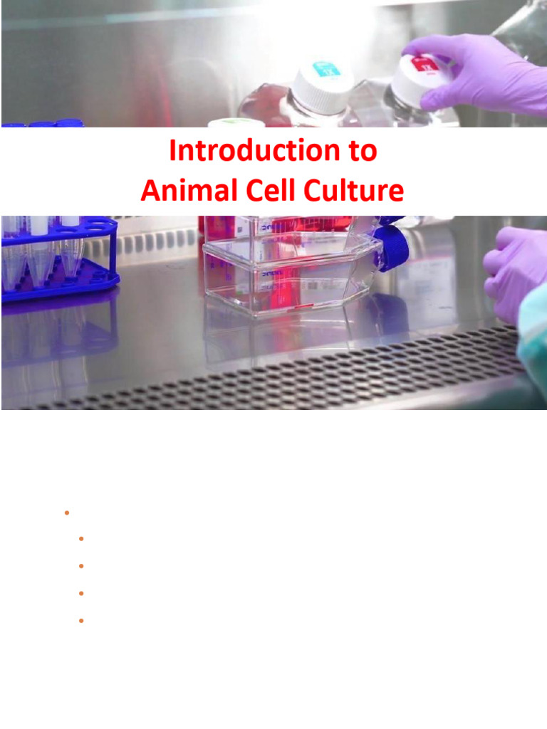Animal Cell Culture Basics | PDF | Cell Culture | Metabolism