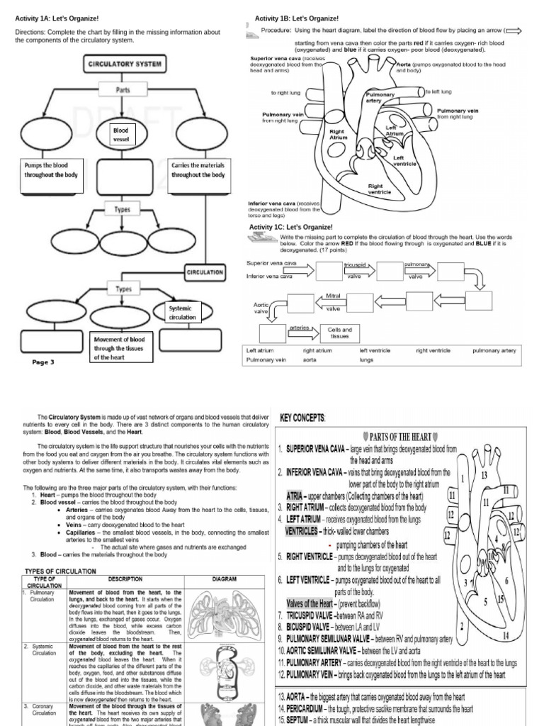 Activity Lecture Components Of Circulatory System Pdf