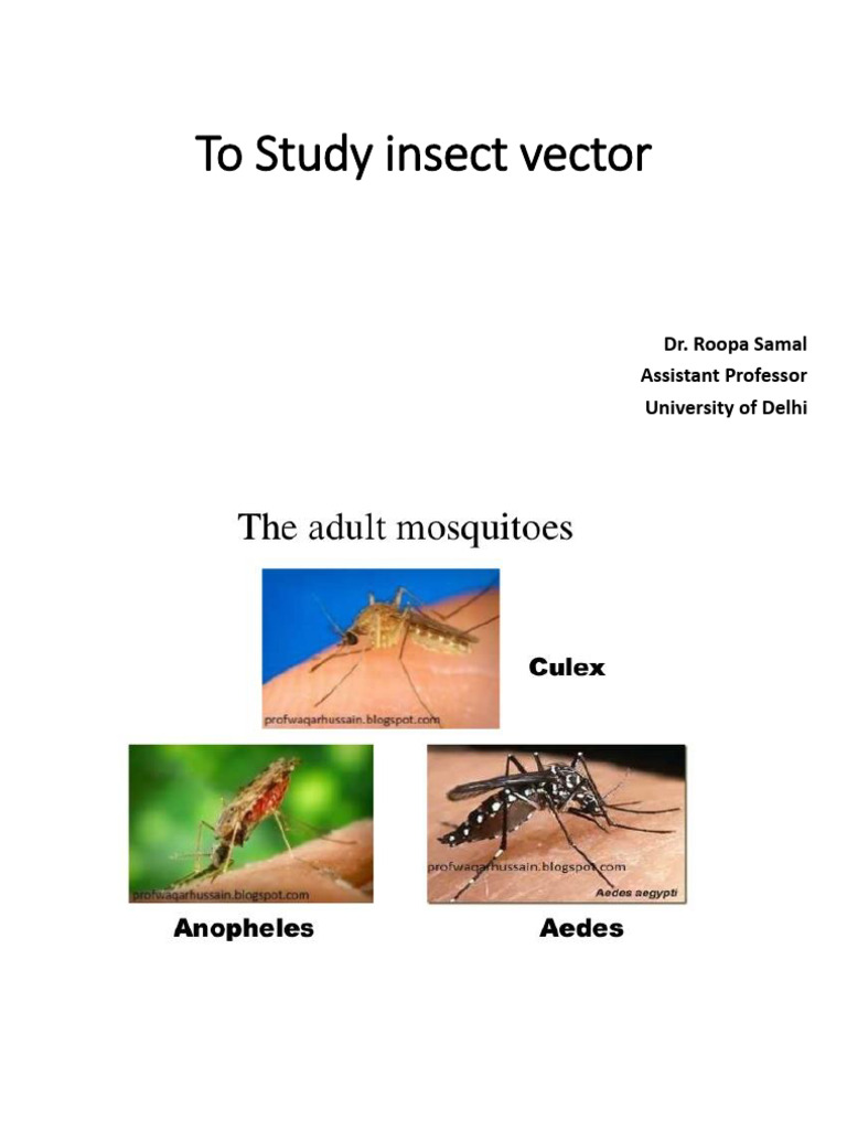 To Study insect vector | PDF