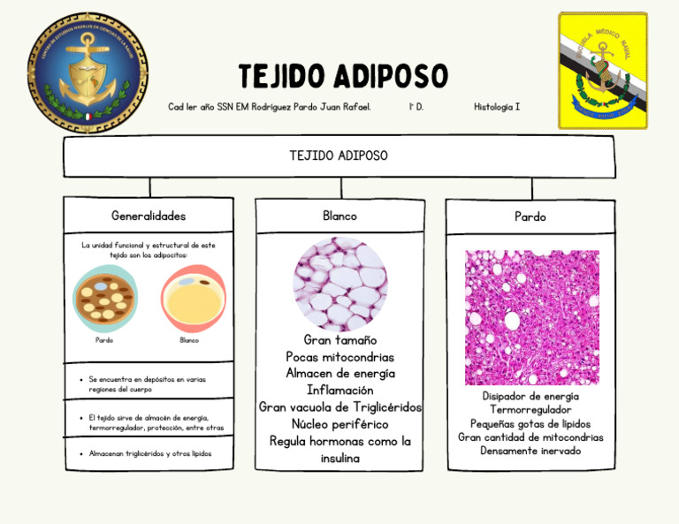 Tejido Adiposo | PDF