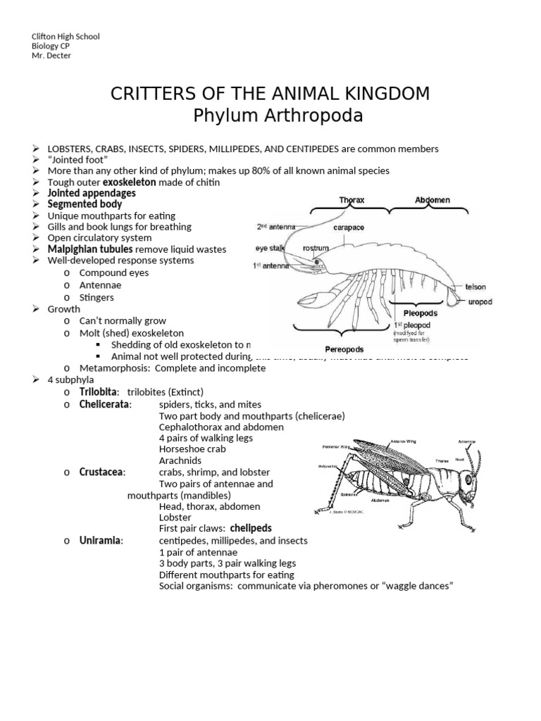 Arthropoda: Key Features and Growth | PDF