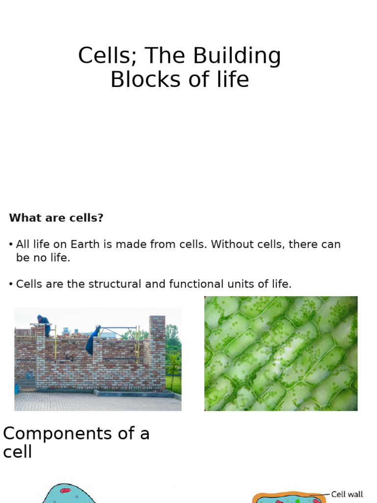 Chapter 2 - cells demo | PDF