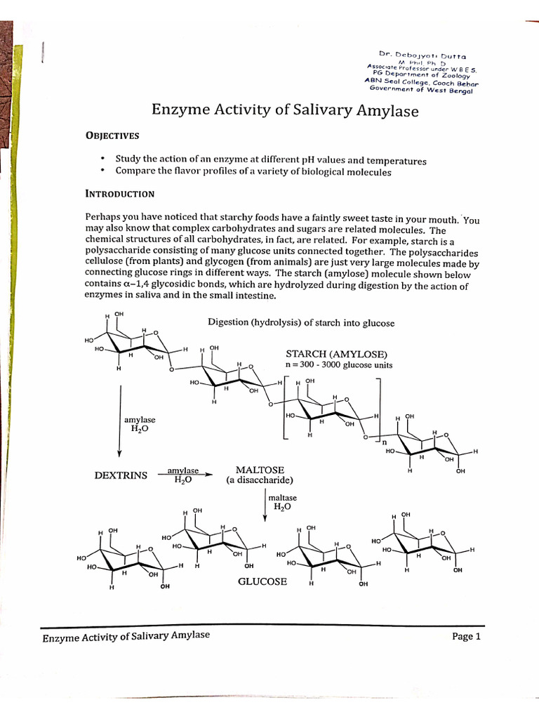 Salivary Amylase Practical | PDF
