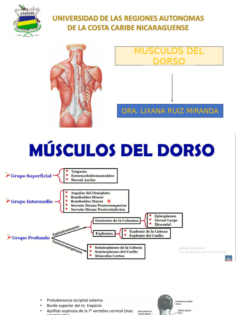 Musculos Del Dorso | PDF