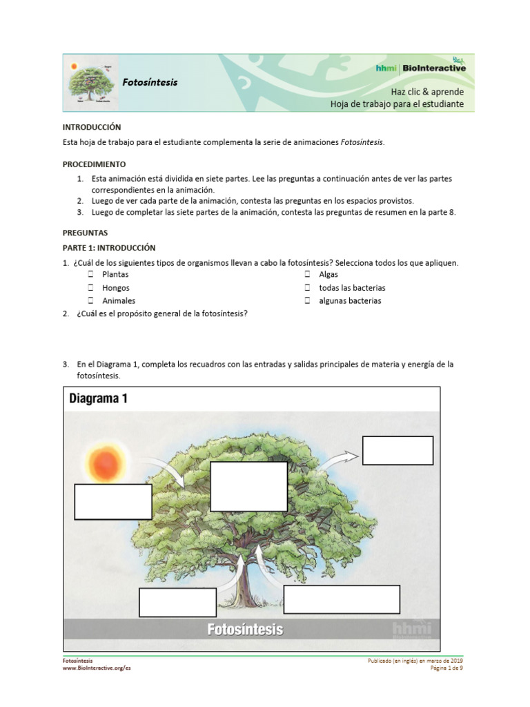 Hoja de Trabajo: Fotosíntesis | PDF | Fotosíntesis | Bioquímica