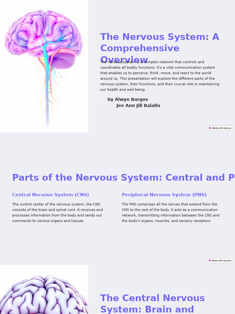 The Nervous System a Comprehensive Overview | PDF | Nervous System | Central Nervous System