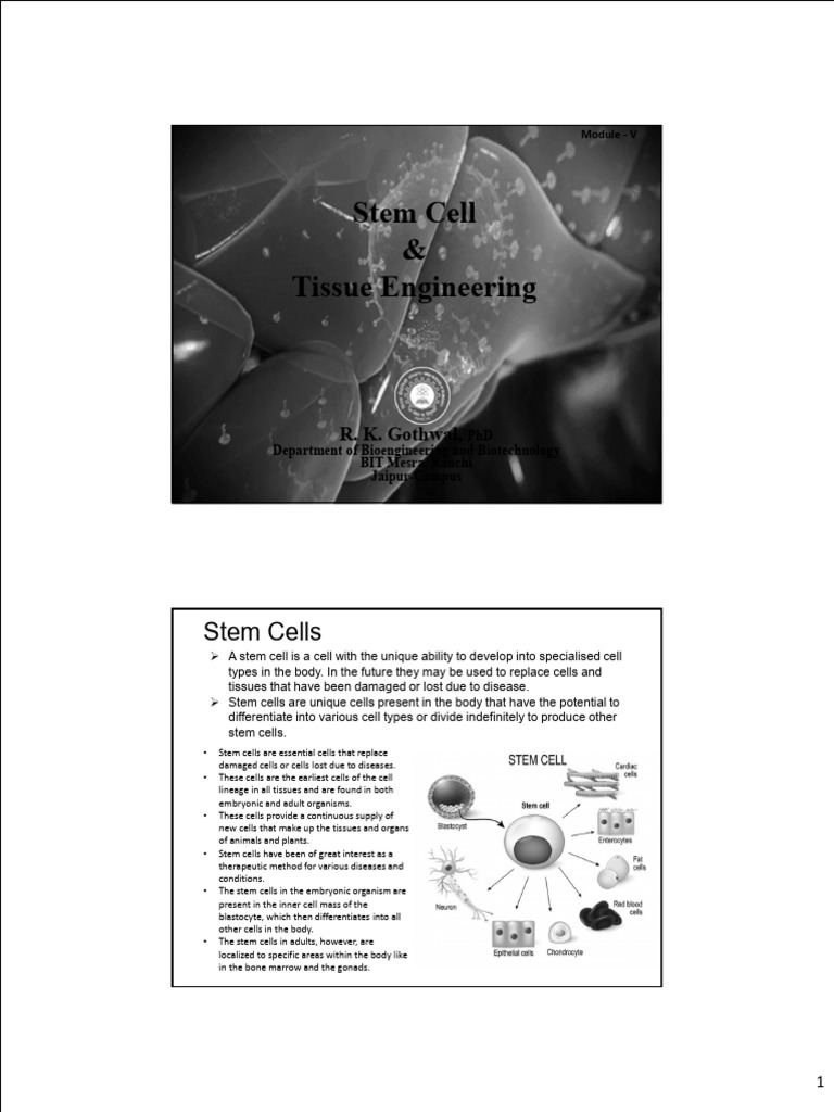 Module 5-4 Stem Cell and Tissue Engineering | PDF | Tissue Engineering | Cell Potency