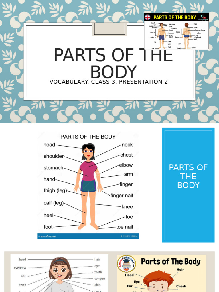 Parts of The Body. Presentation 2 | PDF