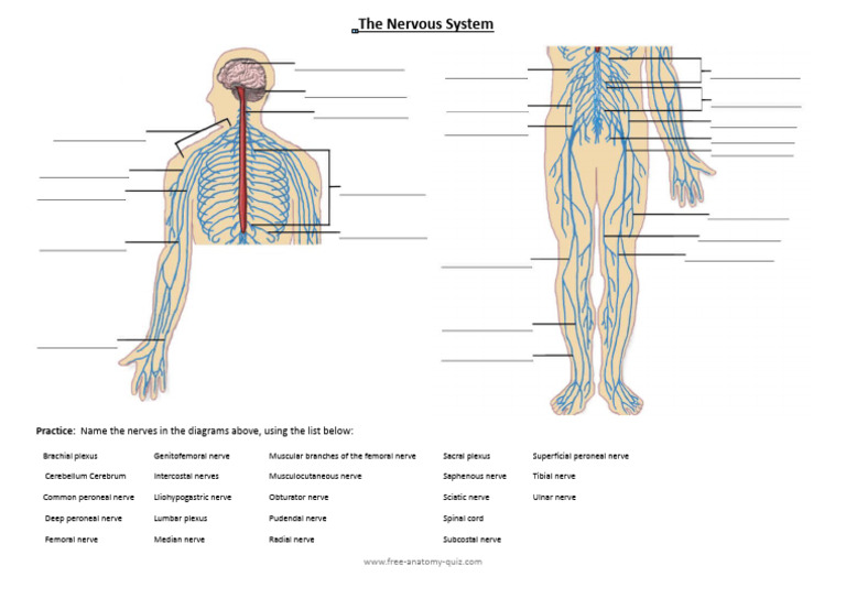The Nervous System (2) | PDF