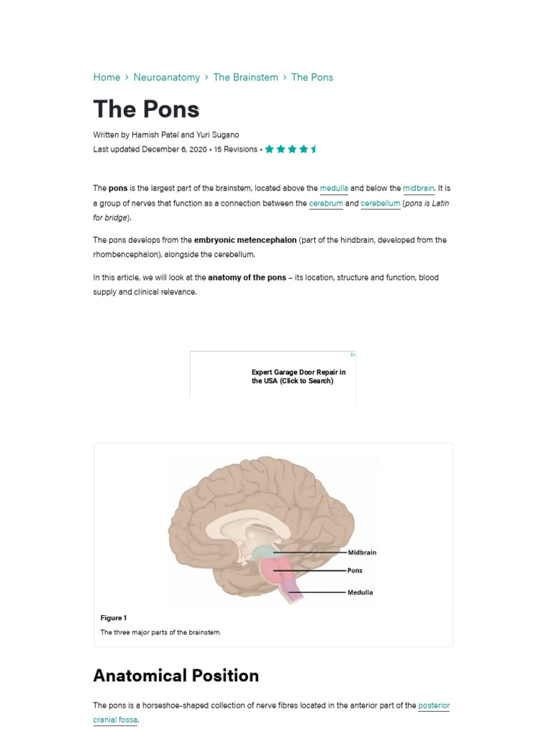 Anatomy and Function of the Pons | PDF | Brainstem | Nervous System