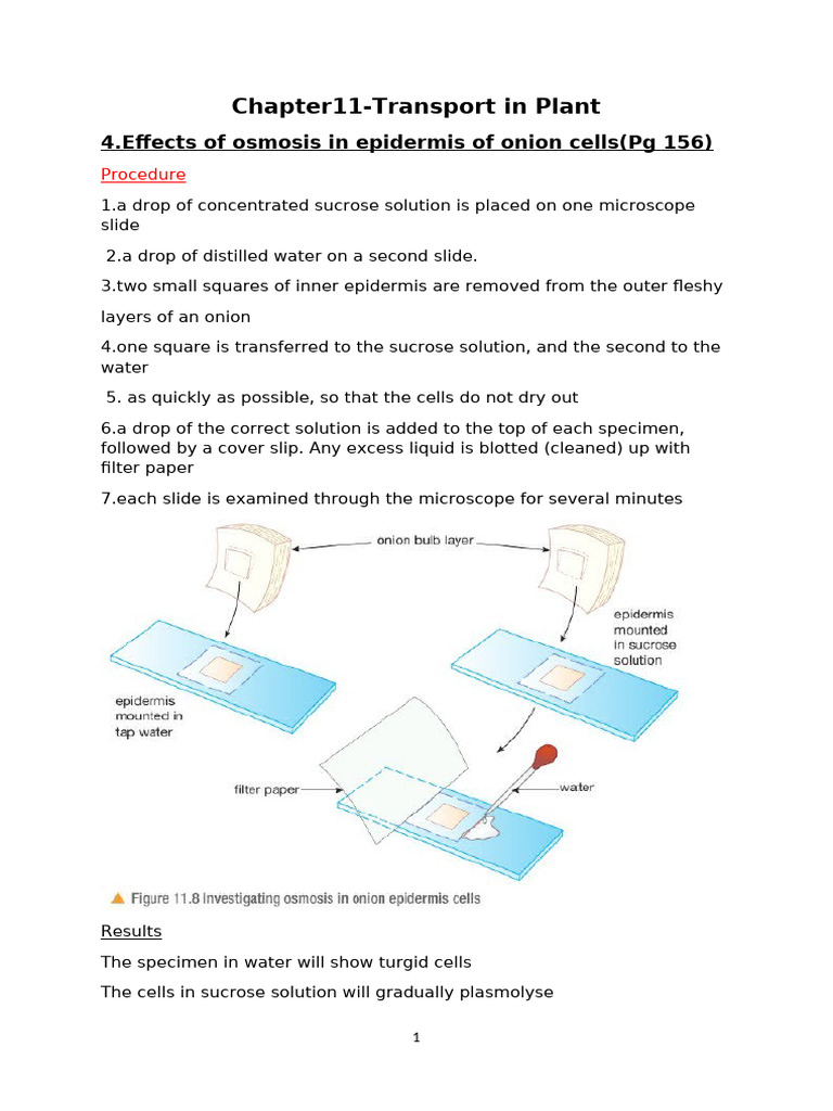 Osmosis Practical | PDF | Water | Osmosis