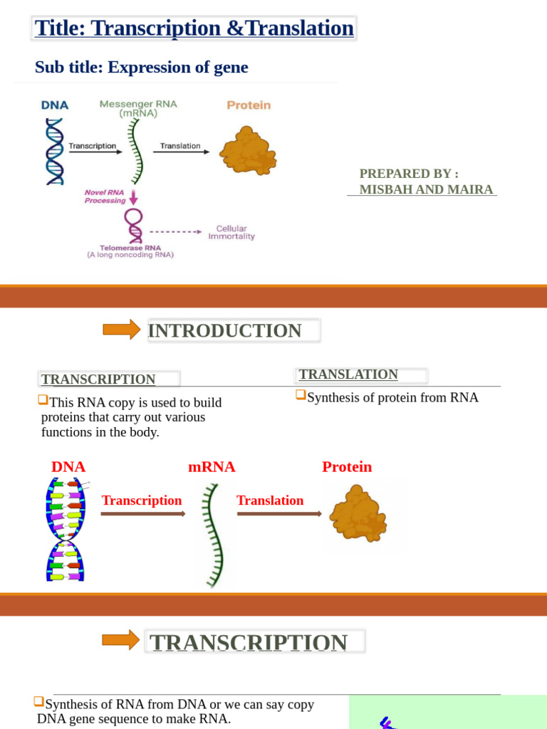 Transcription vs. Translation Explained | PDF | Rna | Translation (Biology)