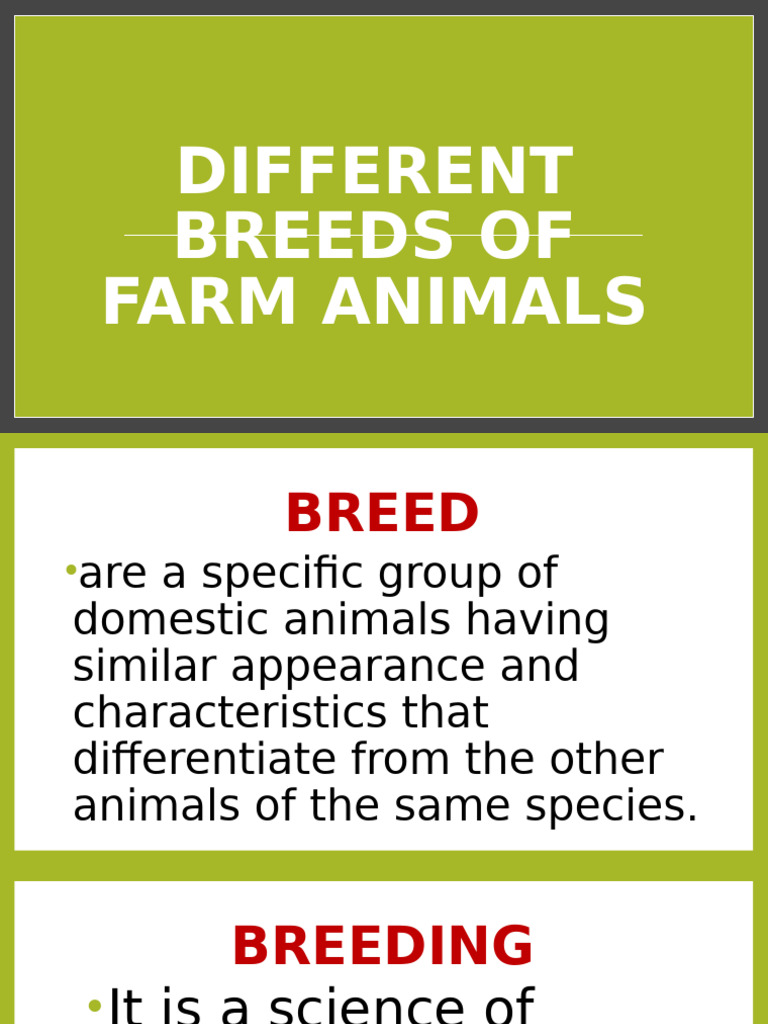 Farm Animal Breeds Guide | PDF | Chicken | Birds