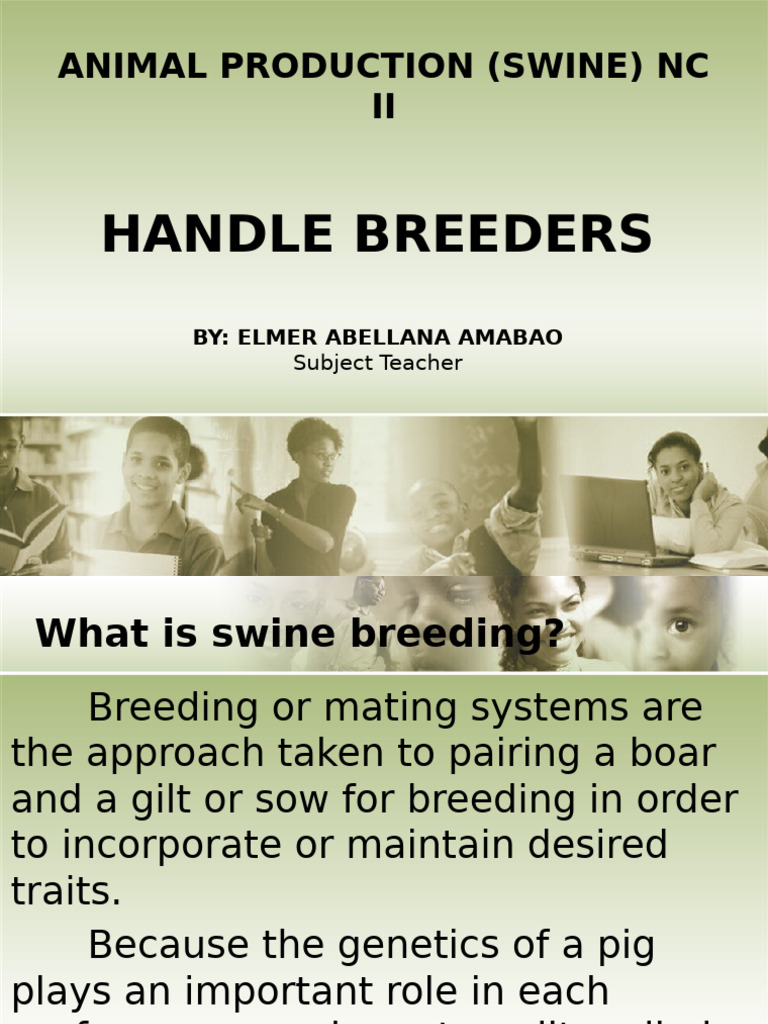 Swine Breeding Management Essentials | PDF | Pig | Reproduction