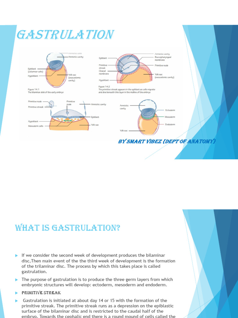Gastrulation by Smart Vibez | PDF | Reproduction | Morphology (Biology)