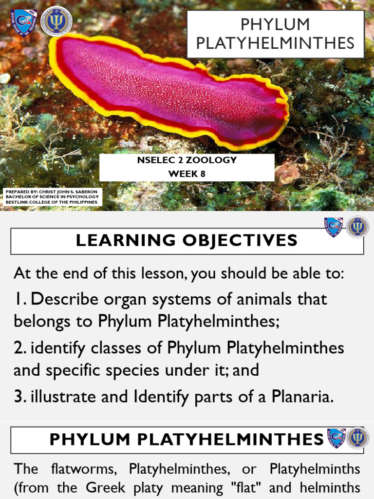 Week 8 Phylum Platyhelminthes | PDF | Zoology | Biology