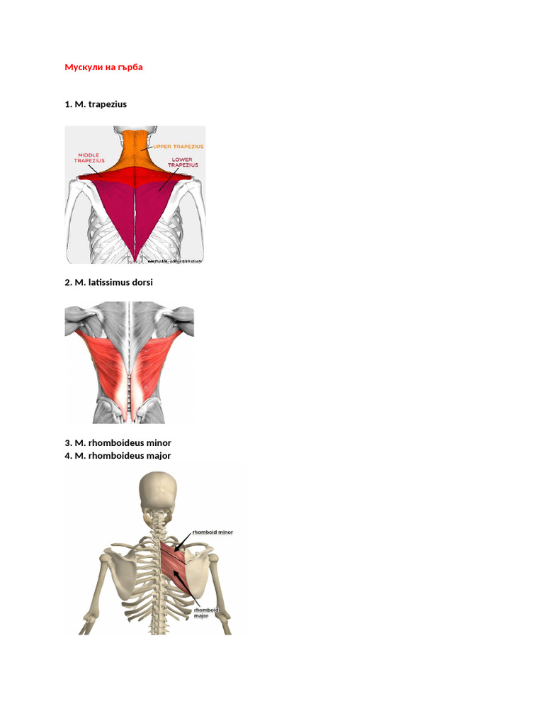 Back Muscles | PDF