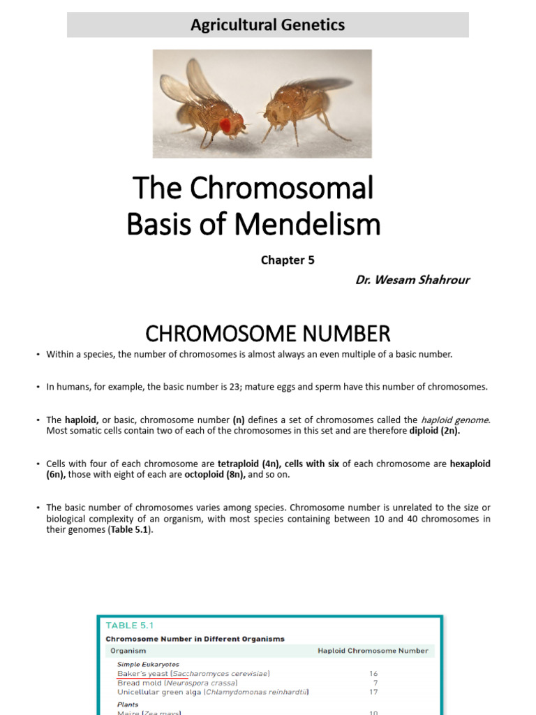 Chapter 5, The Chromosomal Basis of Inheritance | PDF | Ploidy | Zygosity