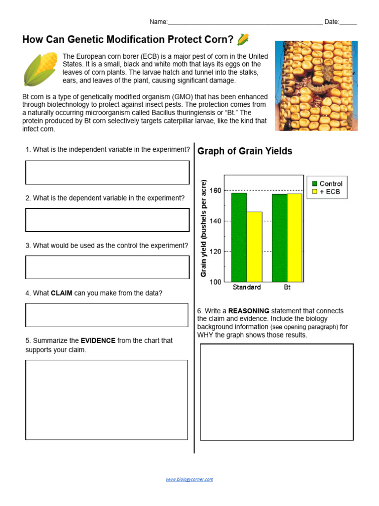 How Can Genetic Modification Protect Corn - (CER) | PDF