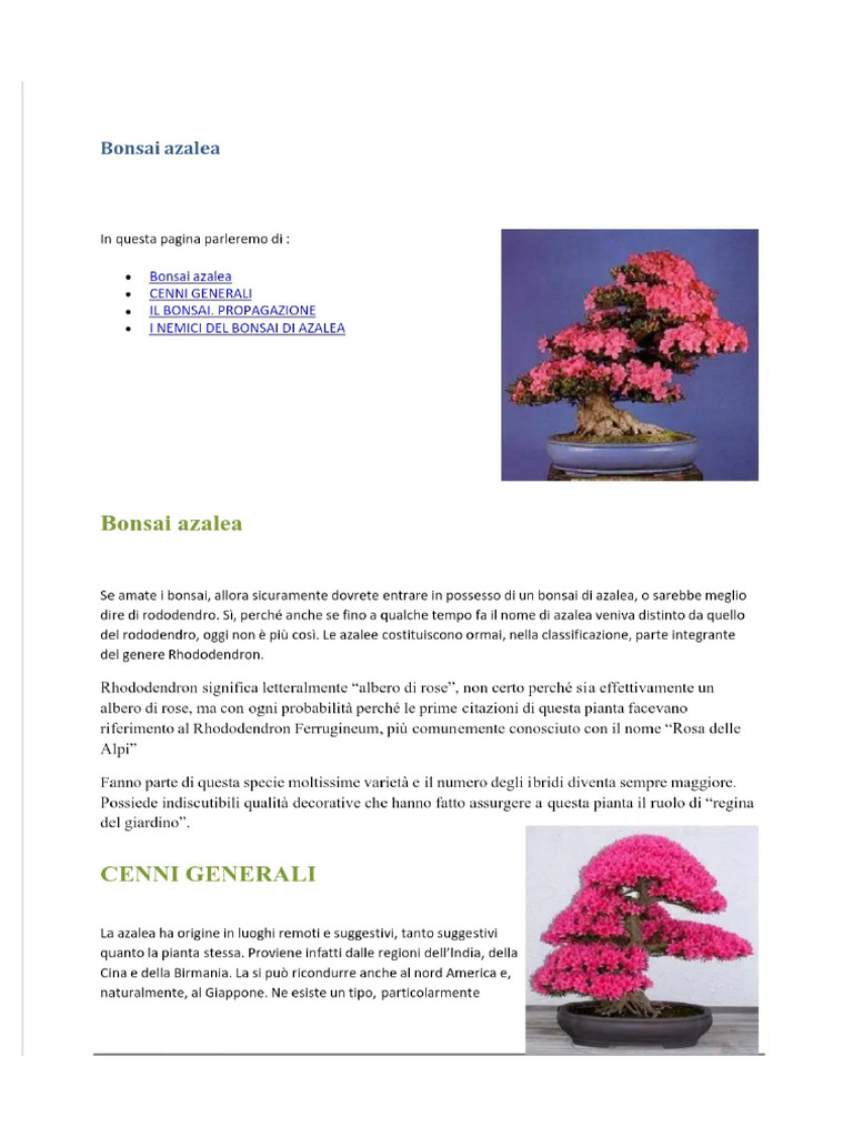 Scheda Azalea | PDF