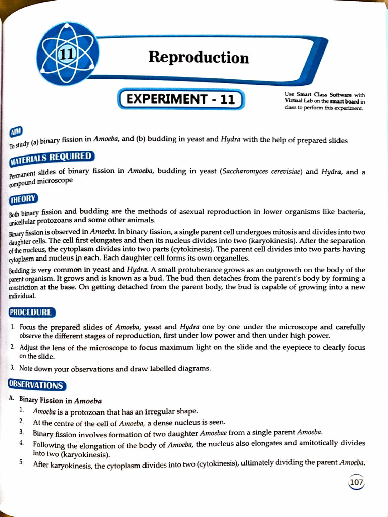 Binary Fission and Budding | PDF | Mitosis | Cell (Biology)