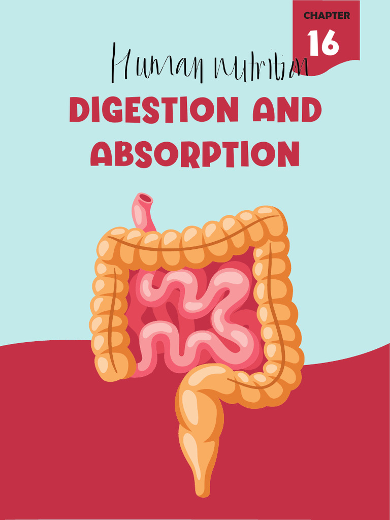 Digestion and Absorption | PDF | Digestion | Human Digestive System