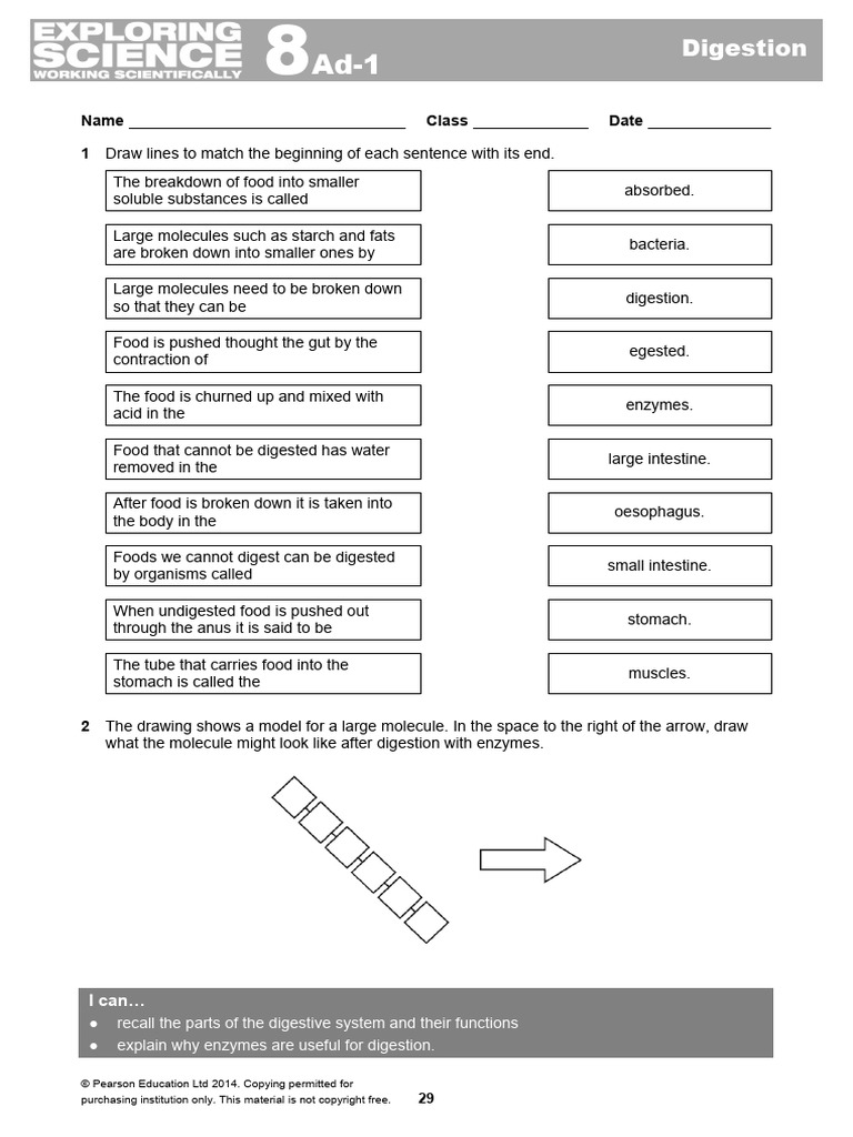 Digestion Quiz | PDF