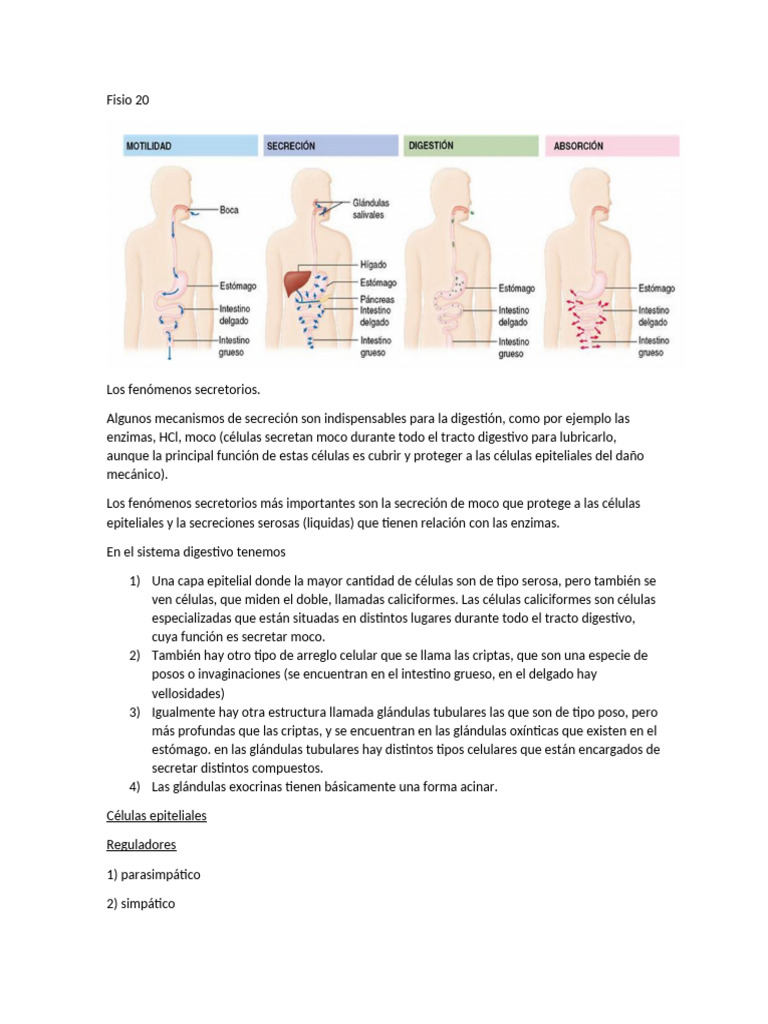 fisio 20 | PDF | Páncreas | Estómago