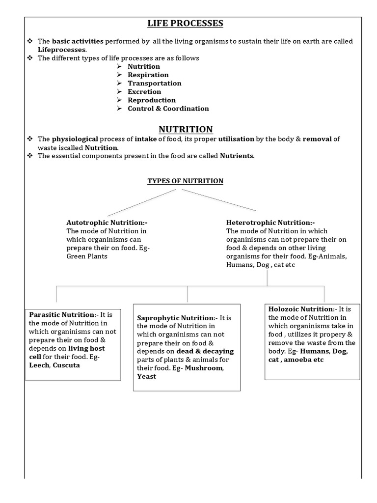 Synopsis Nutrition Biology Class - X | PDF | Digestion | Stomach