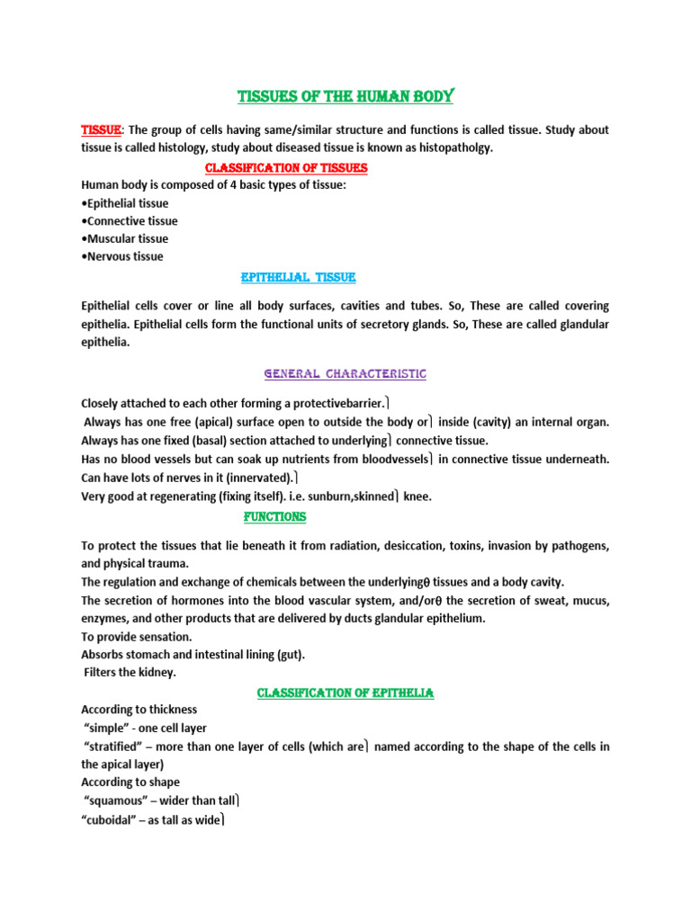 Tissues of The Human Body | PDF | Epithelium | Muscle