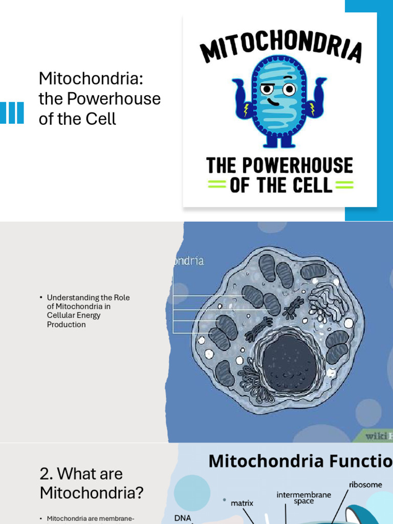 Mitochondria powerhouse presentation | PDF