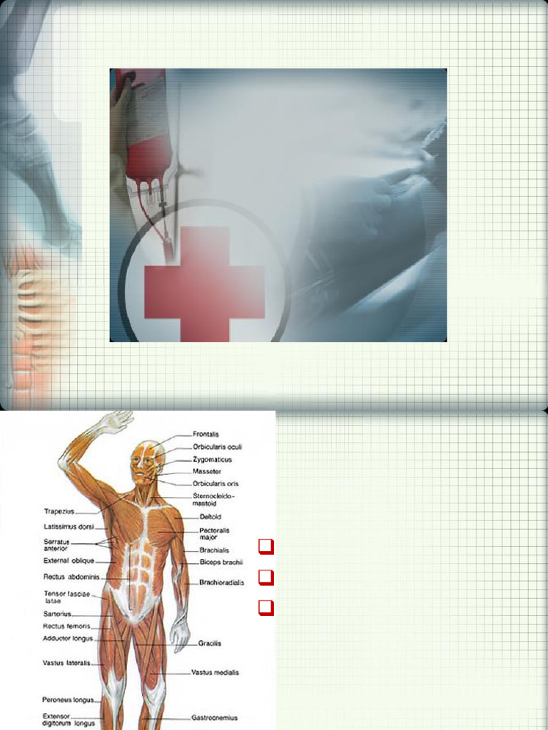 Gen Anat-Muscle-SVK-pdf | PDF | Muscle | Skeletal Muscle