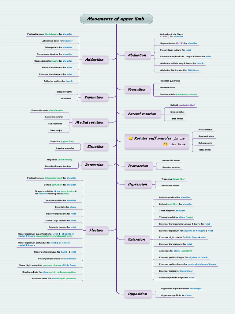 Movements of upper limb _202503_142436 | PDF | Anatomical Terms Of ...