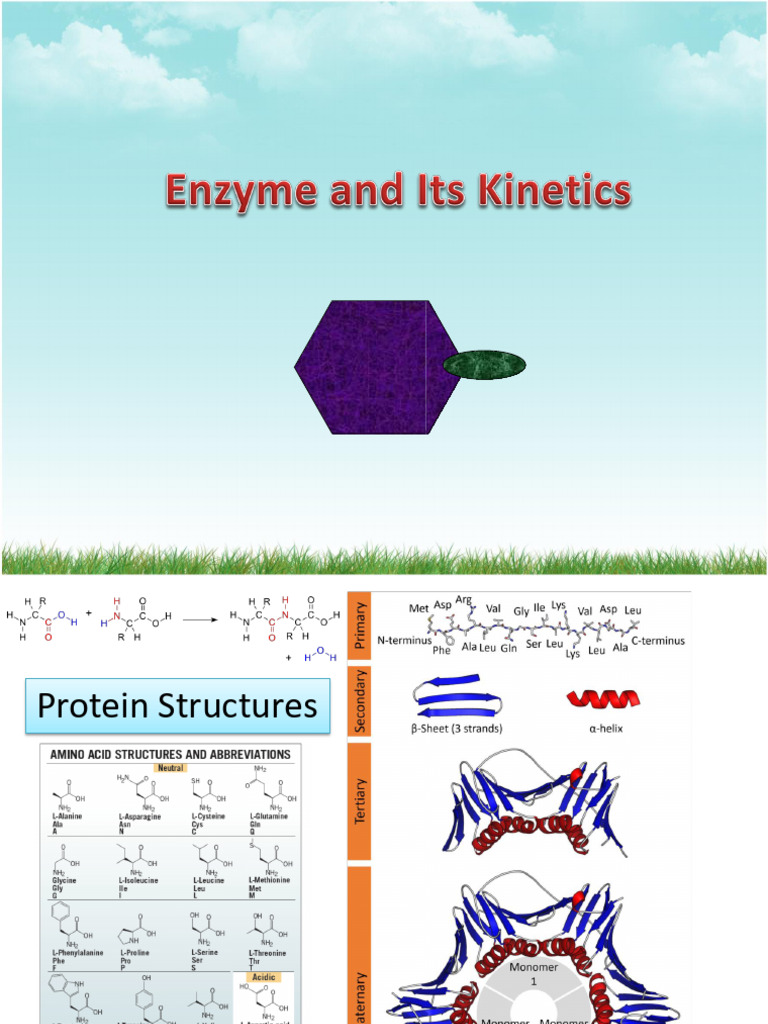 Understanding Enzyme Functions and Kinetics | PDF | Enzyme Inhibitor ...