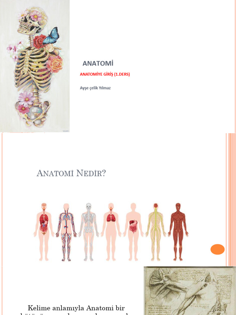 Anatomi Ders 1 | PDF