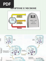 Tipos de Morte Celular: Apoptose e Necrose | PDF | Necrose | Apoptose