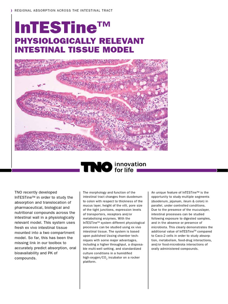 Intestine Food | PDF | Gastrointestinal Tract | Small Intestine