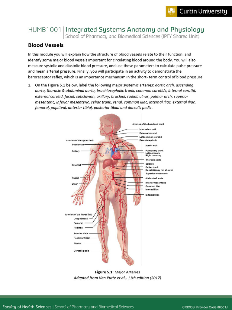 Pre-Lab Blood Vessels | PDF