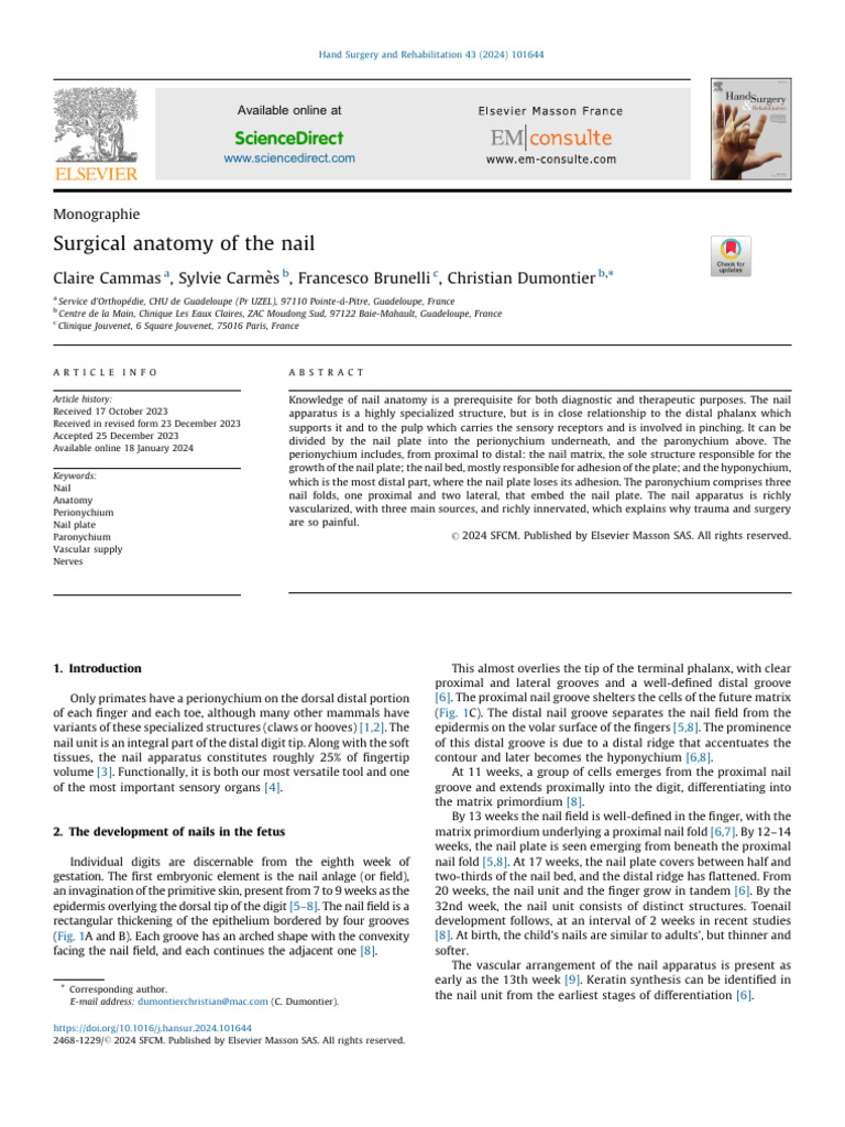 Nail Bed Anatomy and Bone Connection | PDF | Nail (Anatomy)