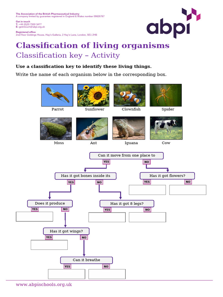 Classification Key Activity | PDF