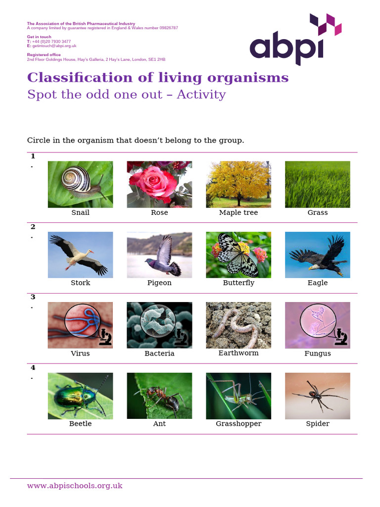 Odd One Out Activity Final | PDF