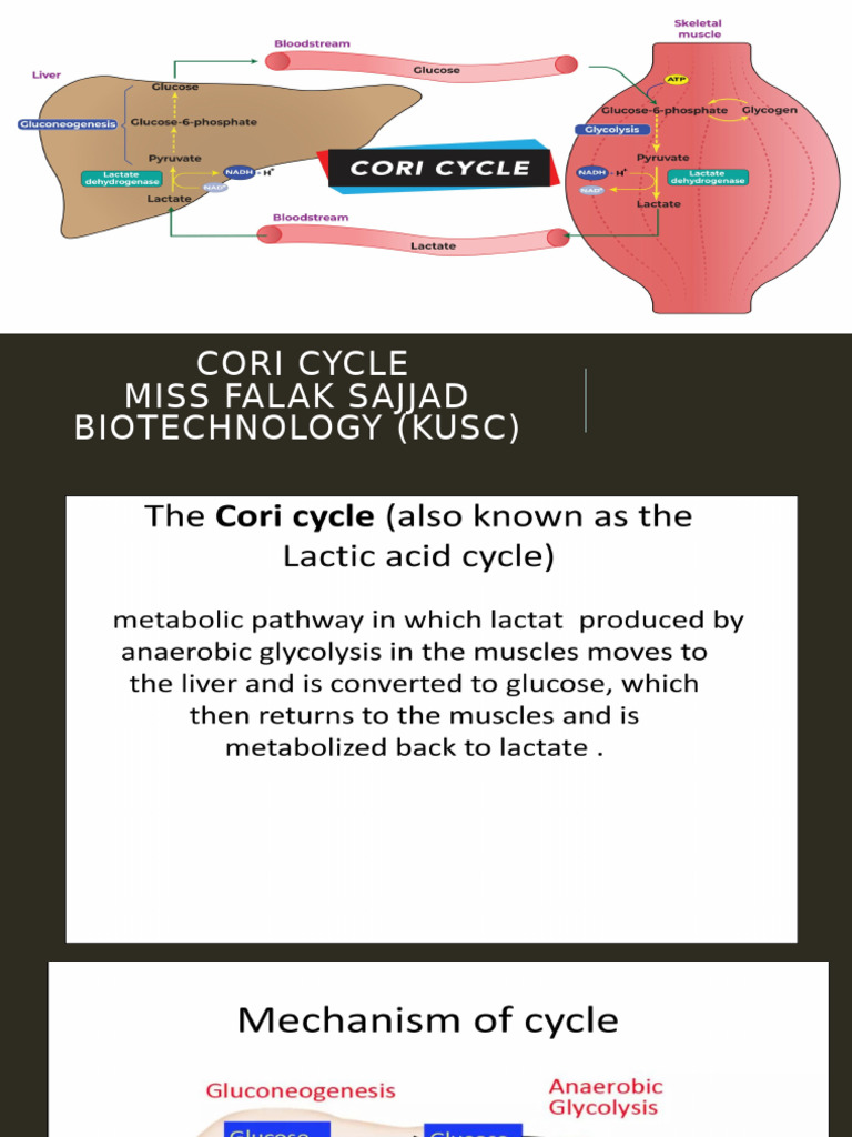 Cori Cycle | PDF