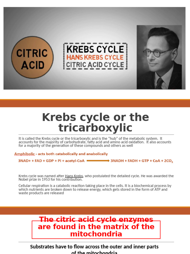 krebs cycle (1) | PDF | Citric Acid Cycle | Chemistry