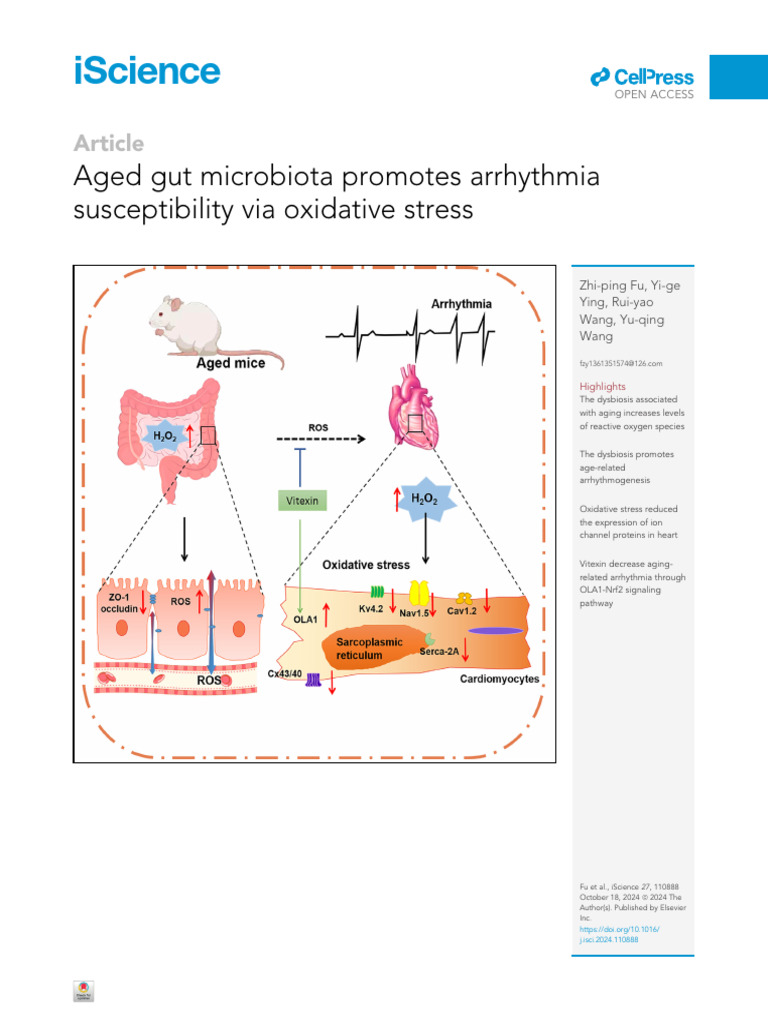 Aged Gut Microbiota Promotes Arrhythmia Susceptibility Via Oxidative ...