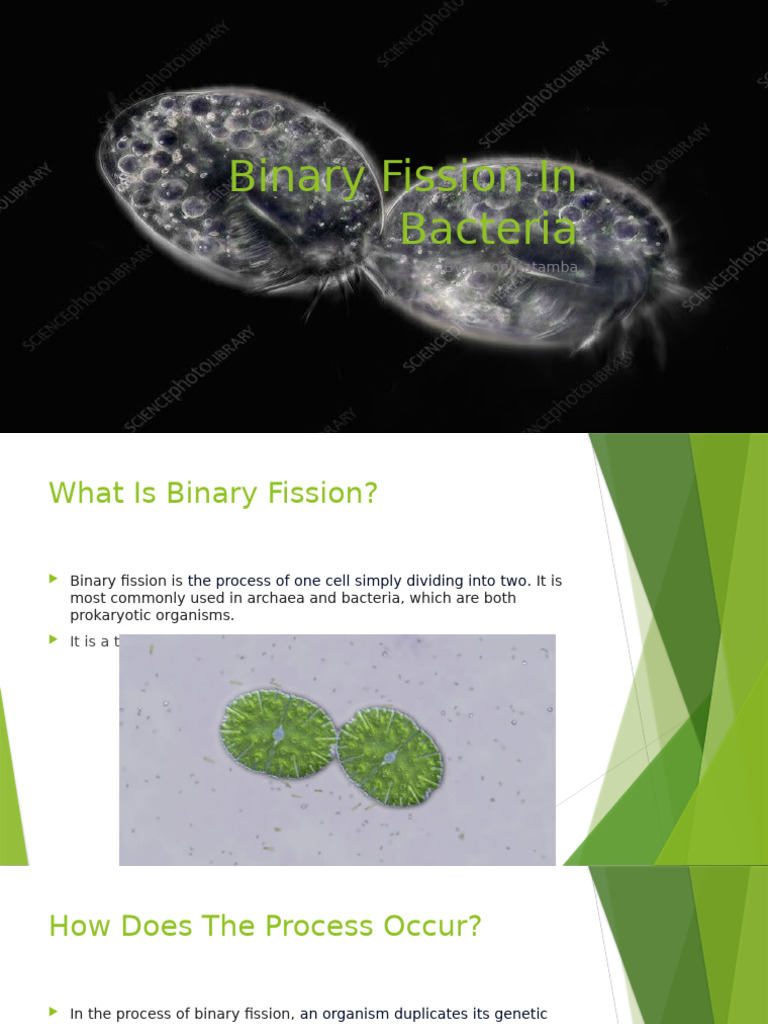 Binary Fission in Bacteria | PDF