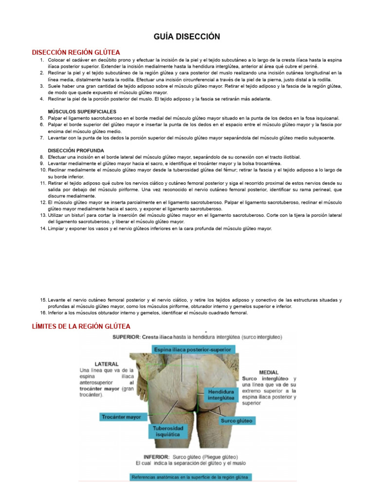 Guía de Disección de la Región Glútea | PDF | Epidermis | Pelvis