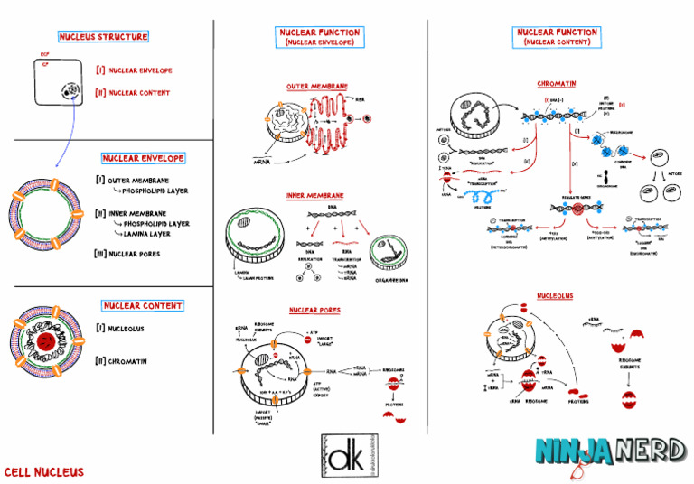 Cell Nucleus Structure & Function (1) Atf | PDF