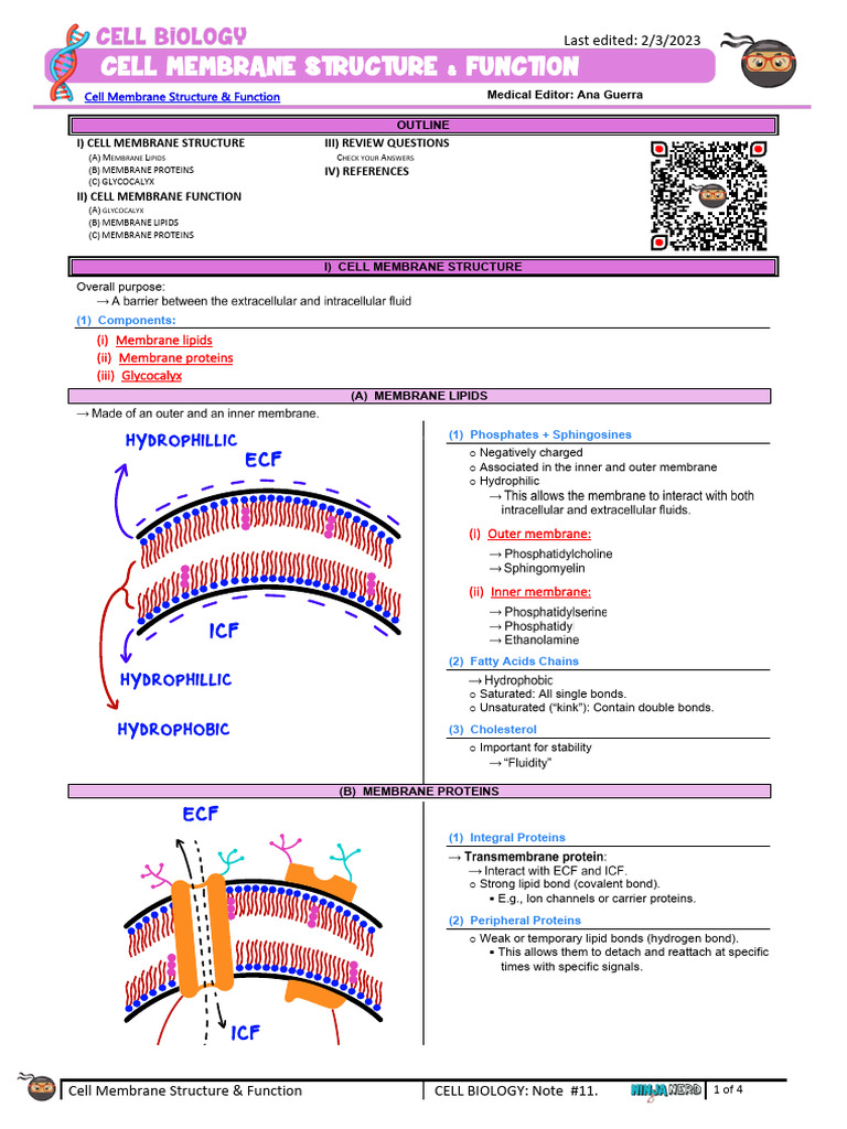 Cell Membrane Structure & Function (2) Atf | PDF | Cell Membrane | Cell Biology