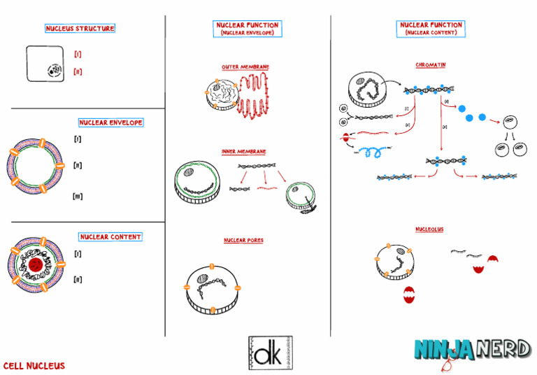 Cell Nucleus Structure & Function Atf | PDF